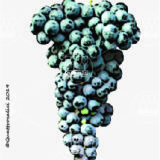 I Vitigni d'Italia - Quattrocalici