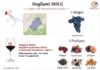 Dogliani DOCG - Quattrocalici - Tutte le DOCG della regione Piemonte