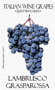 Lambrusco Grasparossa - Quattrocalici - L'Atlante dei Vitigni Italiani