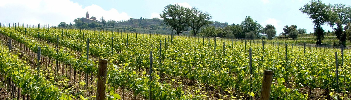 Vitigni: ricerca il database dei Vitigni d'Italia su Quattrocalici