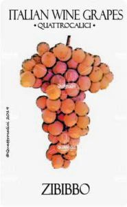 Zibibbo - Quattrocalici - L'Atlante dei Vitigni