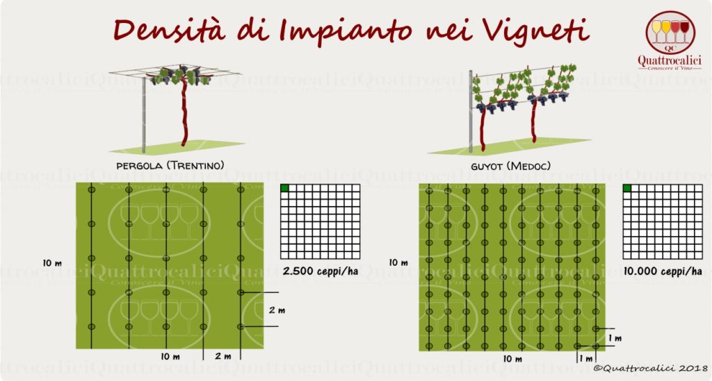La densità di impianto nei vigneti - Quattrocalici La densità di impianto nei vigneti - Quattrocalici