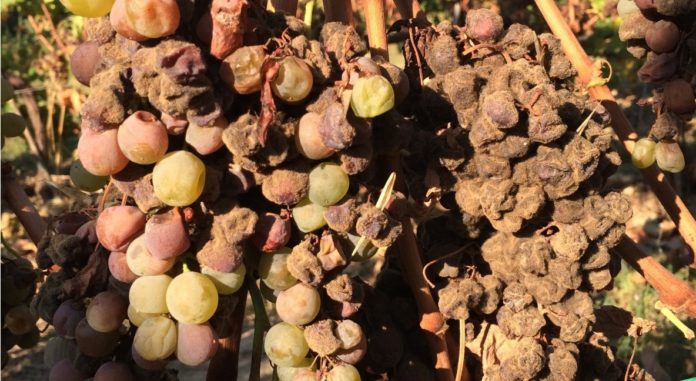 Botrytis Cinerea e Muffa Nobile - Quattrocalici