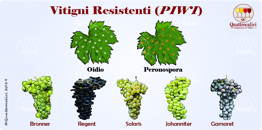 I Vitigni resistenti (PIWI) - Quattrocalici