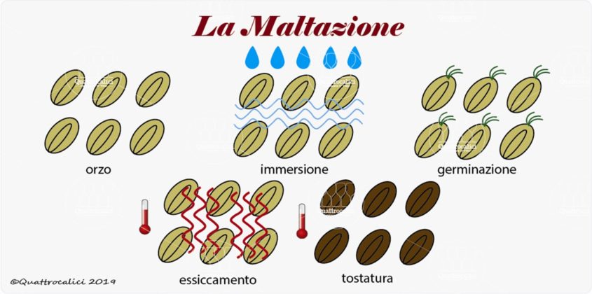 Malto d'Orzo - Materie prime della Birra - Quattrocalici