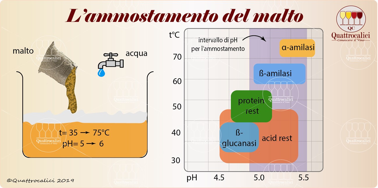 Produzione della Birra - L'ammostamento - Quattrocalici