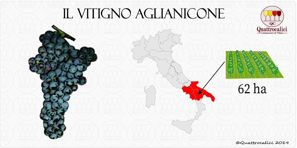 Aglianicone - Quattrocalici - L'Atlante dei Vitigni