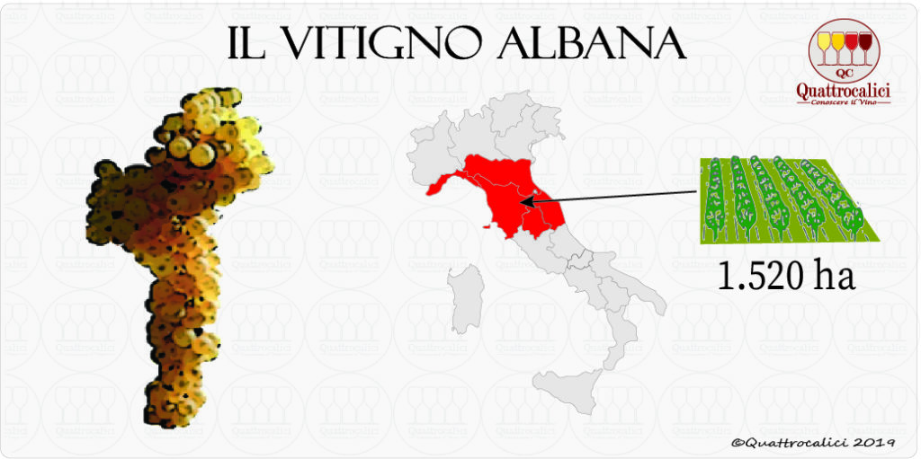 Albana - Quattrocalici - L'Atlante dei Vitigni