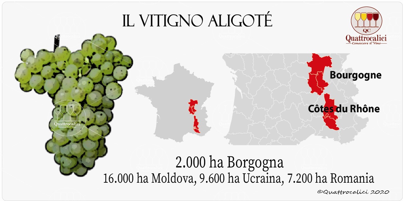 Aligoté - Quattrocalici - L'Atlante dei Vitigni