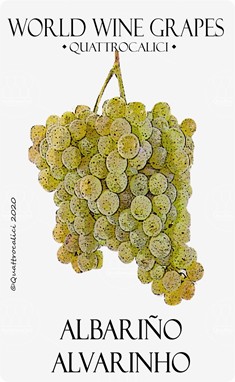 Albariño (Alvarinho) - Quattrocalici - L'Atlante dei Vitigni