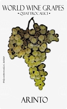 Arinto - Quattrocalici - L'Atlante dei Vitigni