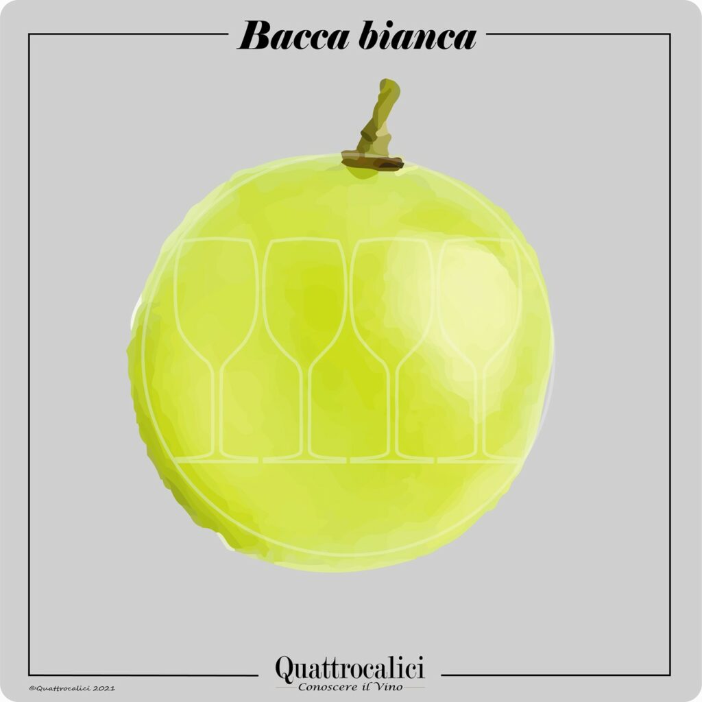 Vitigni a Bacca bianca - Quattrocalici