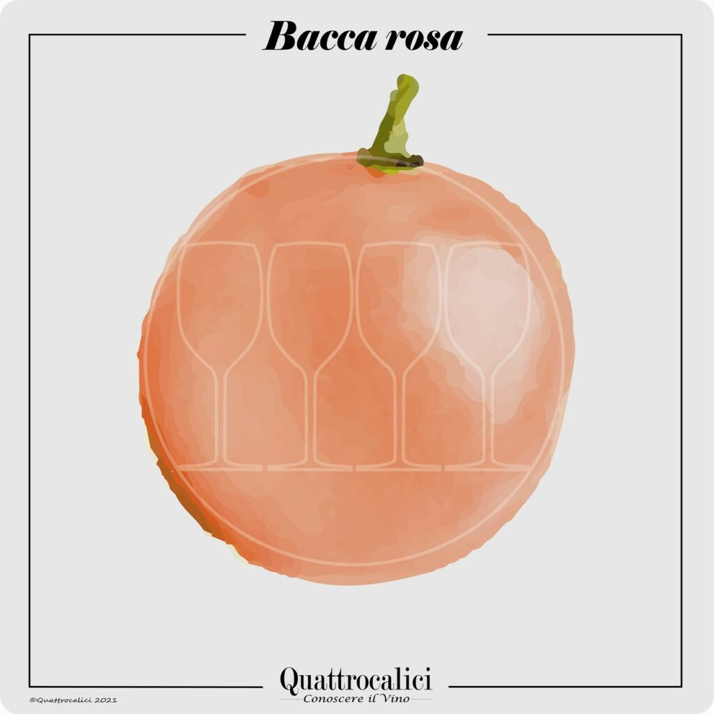 Vitigni a Bacca rosa - Quattrocalici