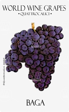 Baga - Quattrocalici - L'Atlante dei Vitigni