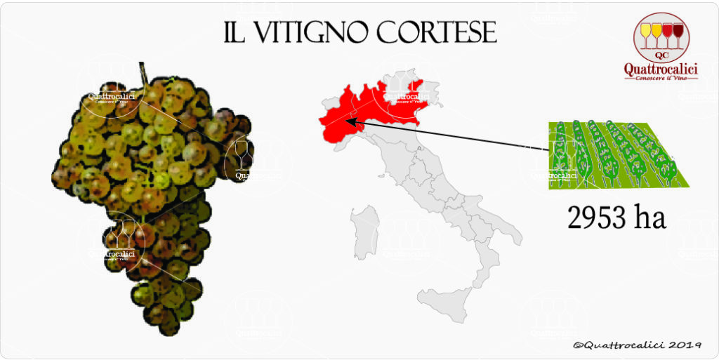 Cortese - Quattrocalici - L'Atlante dei Vitigni