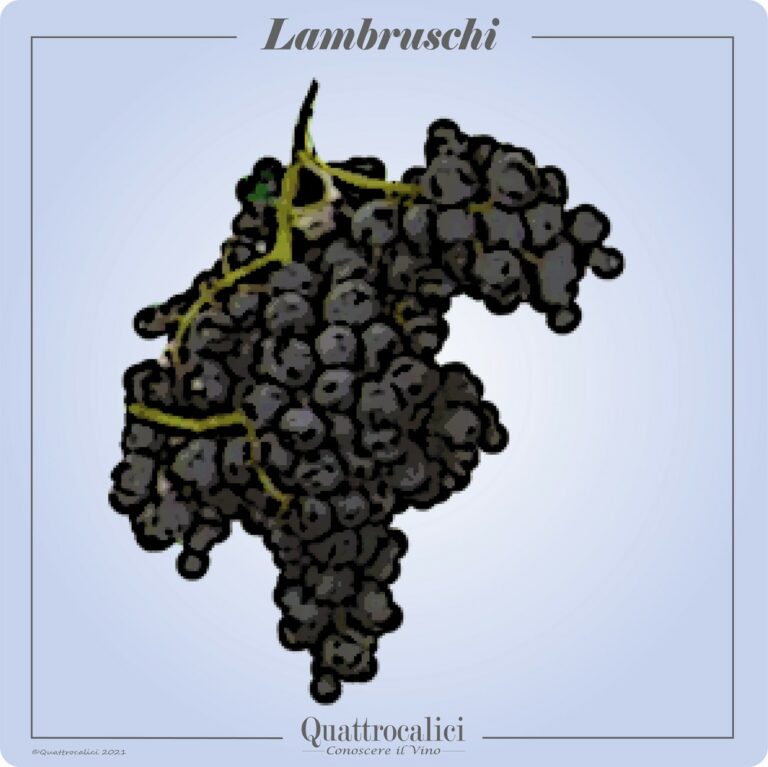 Lambruschi - Quattrocalici - Il Glossario del vino