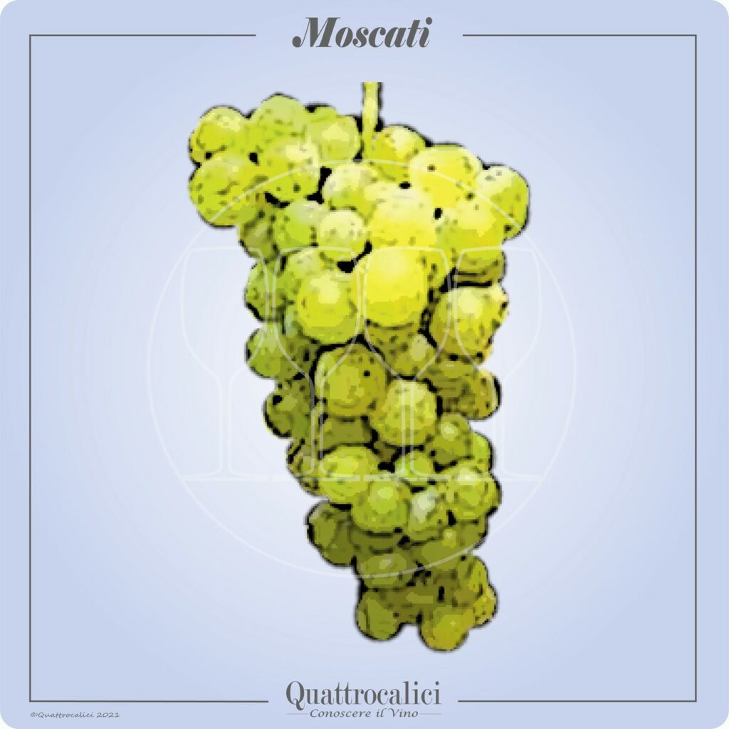Moscati - Quattrocalici - Il Glossario del vino