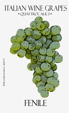 Fenile - Quattrocalici - L'Atlante dei Vitigni
