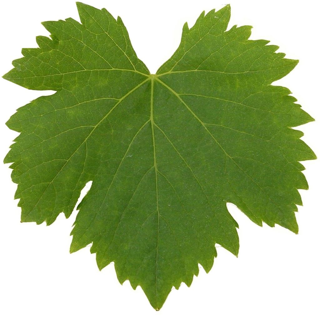 Foglia orbicolare - Quattrocalici - Il Glossario del vino