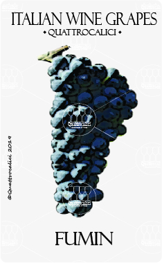 Fumin - Quattrocalici - L'Atlante dei Vitigni