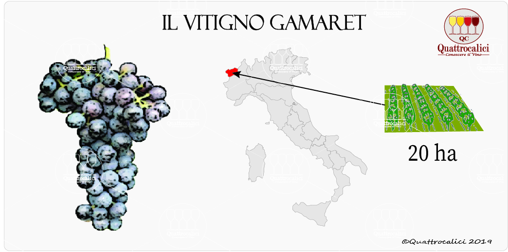 Gamaret - Quattrocalici - L'Atlante dei Vitigni