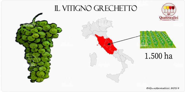 Grechetto - Quattrocalici - L'Atlante dei Vitigni