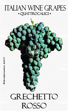 Grechetto rosso - Quattrocalici - L'Atlante dei Vitigni