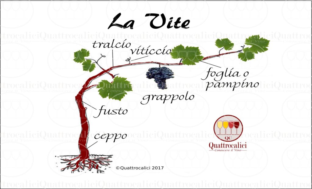 La Vite e il vino - Quattrocalici