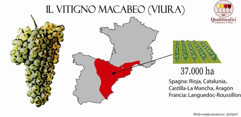 Macabeo (Viura) - Quattrocalici - L'Atlante dei Vitigni