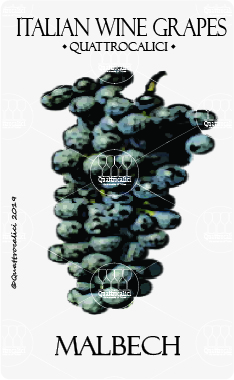 Malbech - Quattrocalici - L'Atlante dei Vitigni