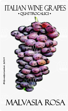 Malvasia rosa - Quattrocalici - L'Atlante dei Vitigni