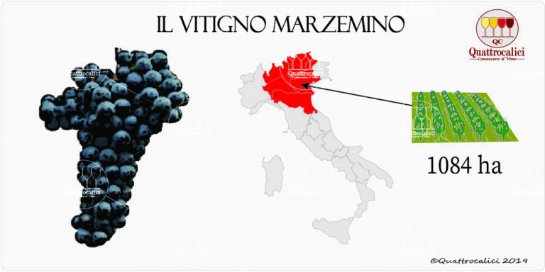 Marzemino - Quattrocalici - L'Atlante dei Vitigni