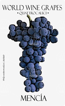 Mencía - Quattrocalici - L'Atlante dei Vitigni