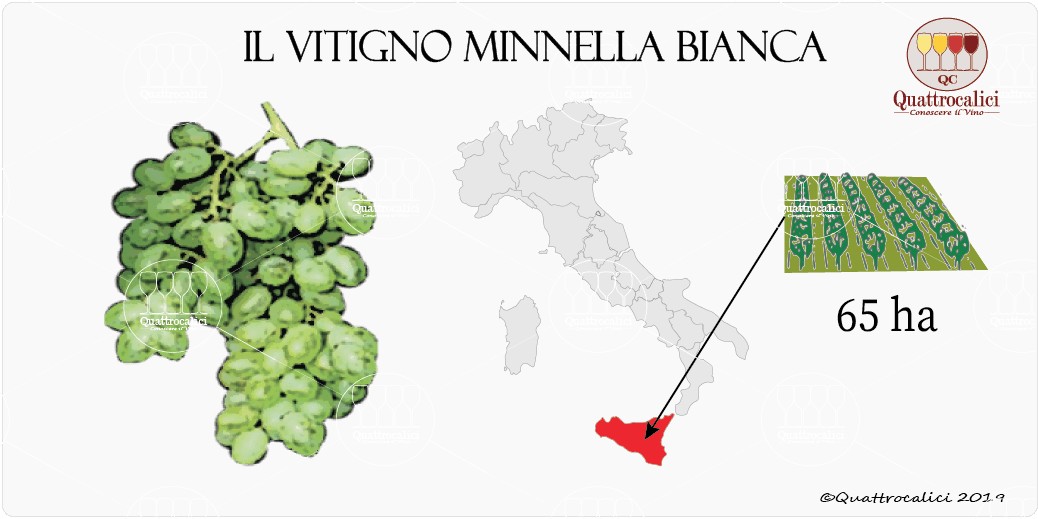 Minnella bianca - Quattrocalici - L'Atlante dei Vitigni