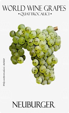 Neuburger - Quattrocalici - L'Atlante dei Vitigni