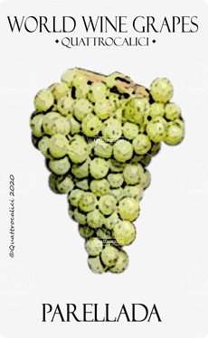 Parellada - Quattrocalici - L'Atlante dei Vitigni