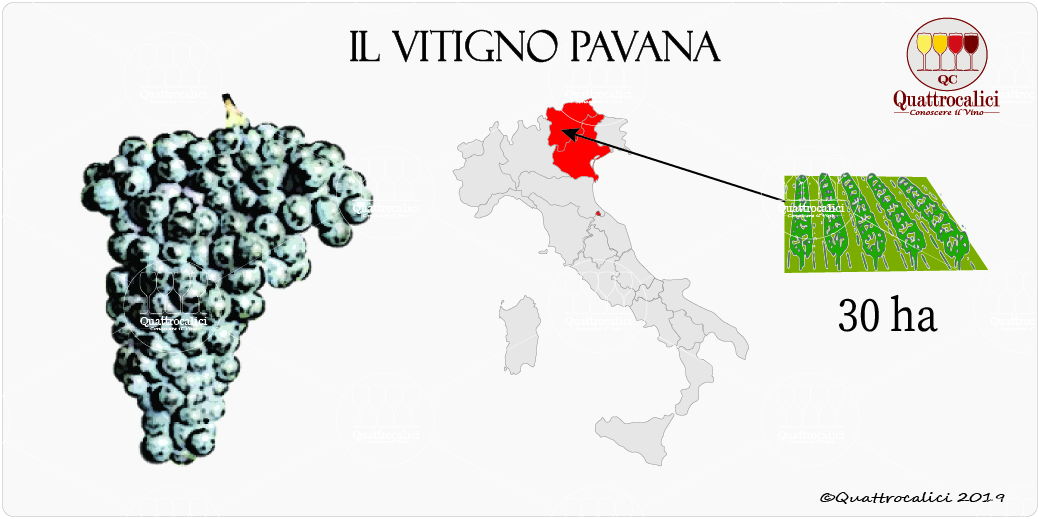 Pavana - Quattrocalici - L'Atlante dei Vitigni