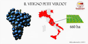 Petit Verdot - Quattrocalici - L'Atlante dei Vitigni