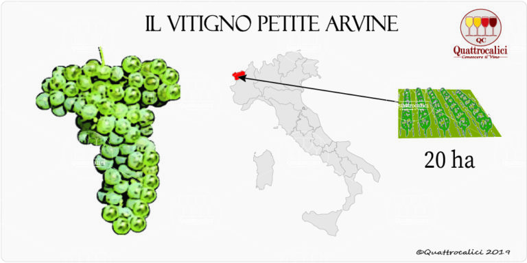 Petite Arvine - Quattrocalici - L'Atlante dei Vitigni