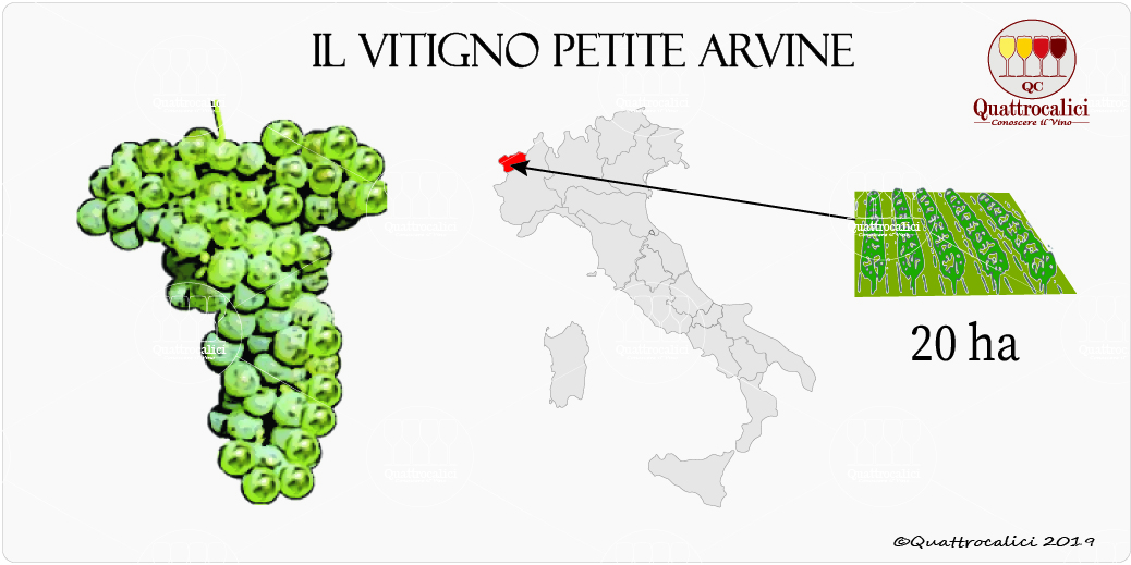 Petite Arvine - Quattrocalici - L'Atlante dei Vitigni