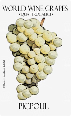 Picpoul - Quattrocalici - L'Atlante dei Vitigni