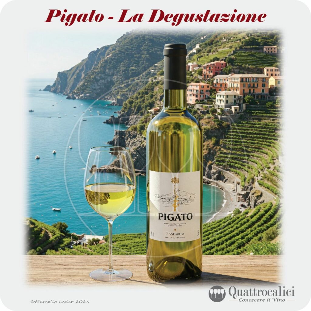 Pigato - La Degustazione - Quattrocalici