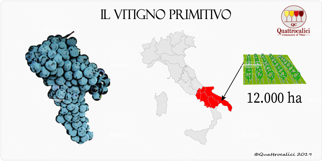 Primitivo - Quattrocalici - L'Atlante dei Vitigni