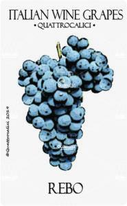Rebo - Quattrocalici - L'Atlante dei Vitigni