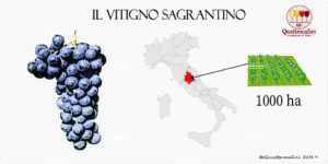 Sagrantino - Quattrocalici - L'Atlante dei Vitigni