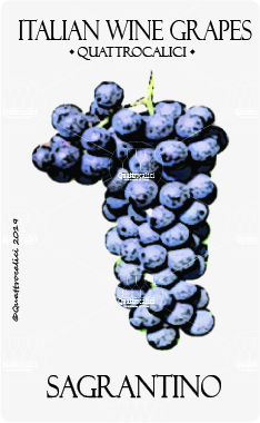 Sagrantino - Quattrocalici - L'Atlante dei Vitigni