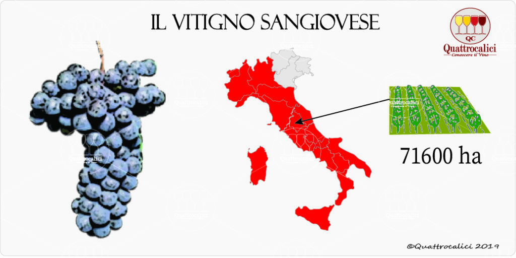 Sangiovese - Quattrocalici - L'Atlante dei Vitigni