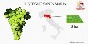 Santa Maria - Quattrocalici - L'Atlante dei Vitigni