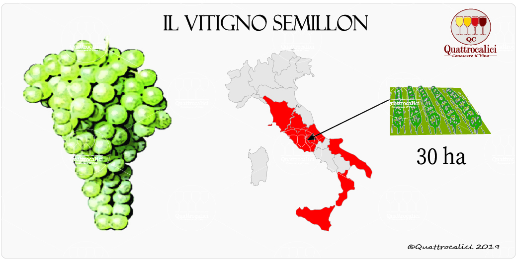 Sémillon - Quattrocalici - L'Atlante dei Vitigni