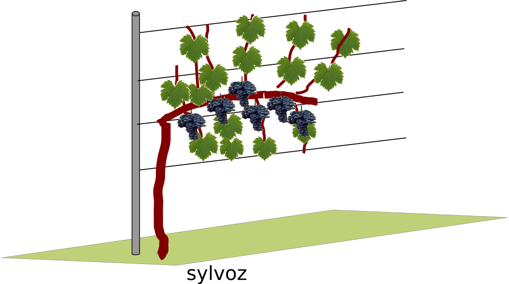 Sylvoz - Quattrocalici - Il Glossario del vino